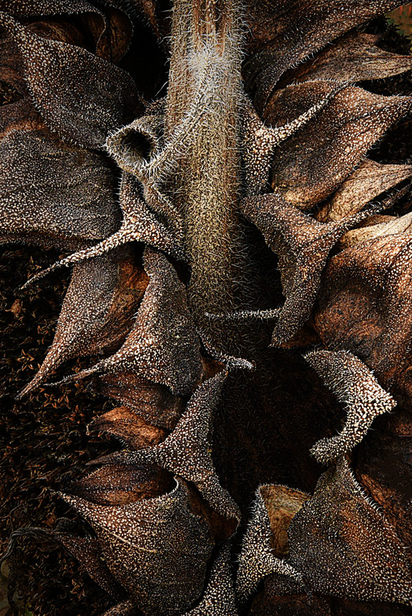 Tamron Recipes Interview - Mike Moats - Award Winning Macro Photographer