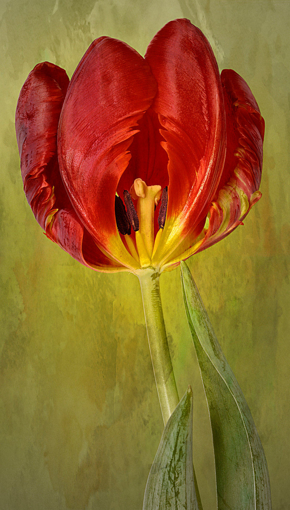 Tulip - Before and After - Mike Moats - Award Winning Macro Photographer
