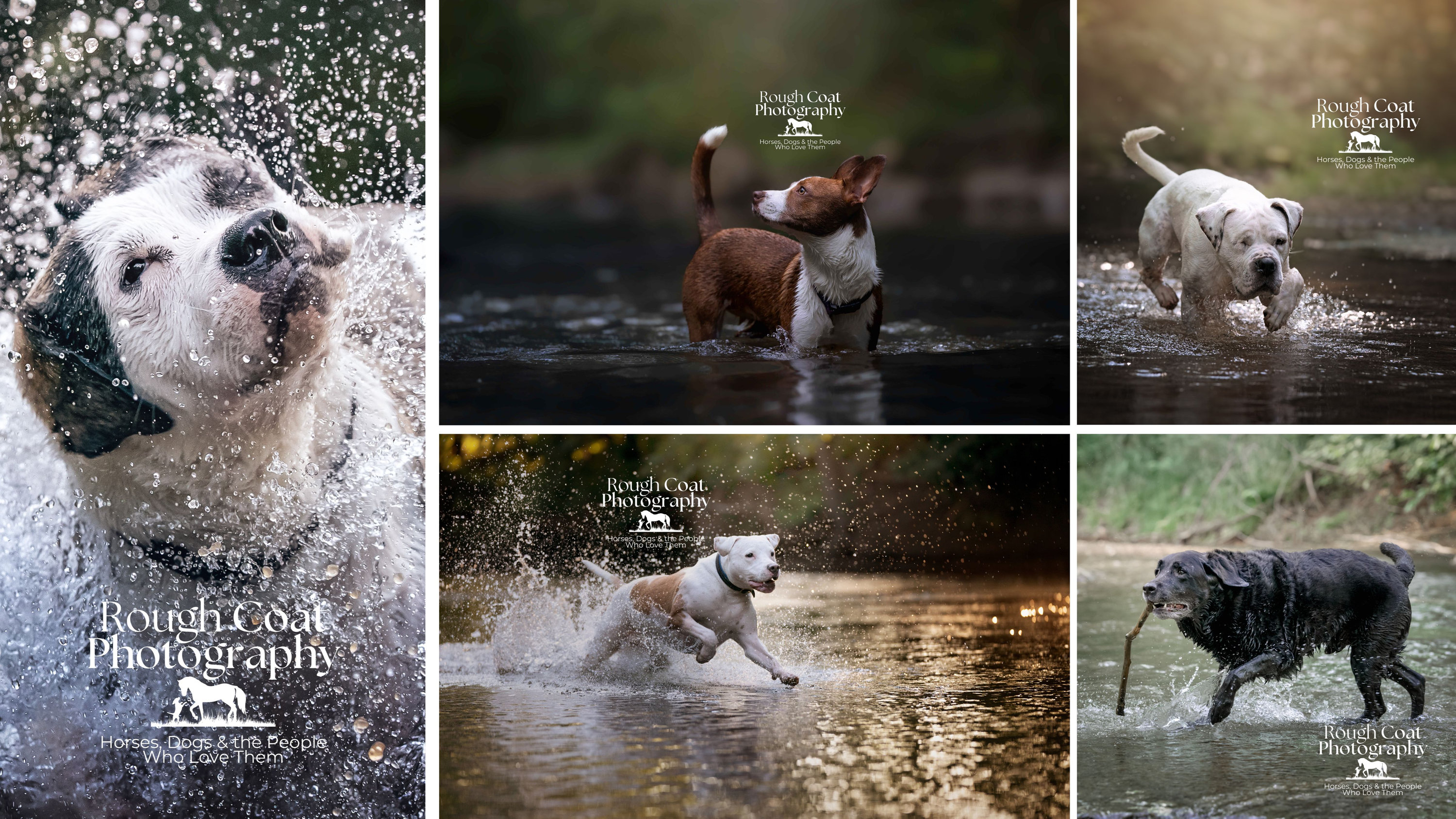 A Pet Photographer's Dream: Capturing Water-Loving Dogs in Summer ...