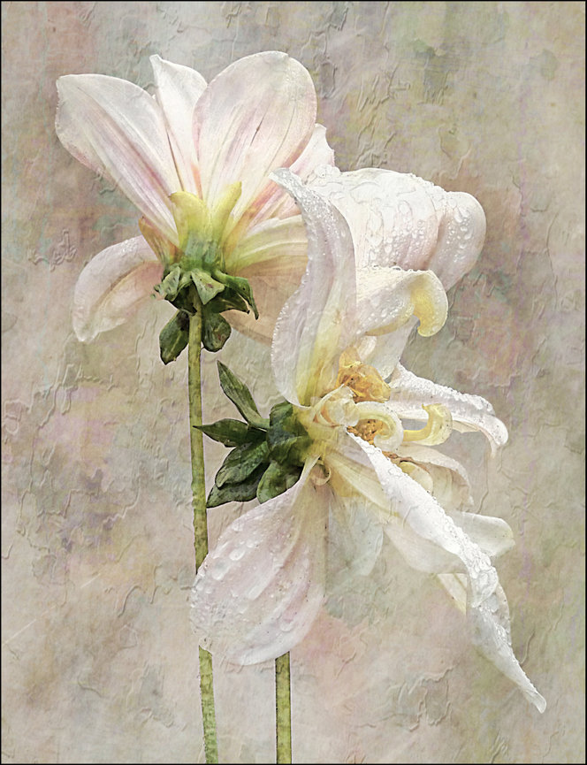 I just like to make pretty pictures - Mike Moats - Award Winning Macro ...