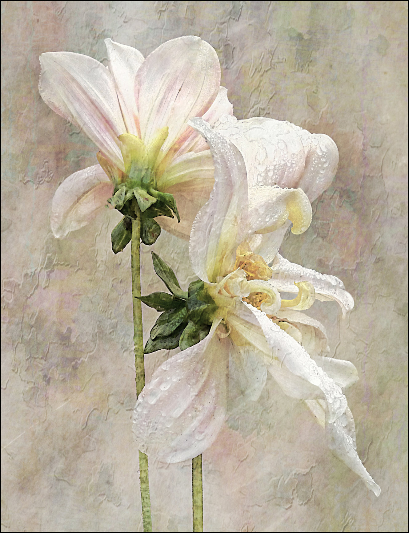 I just like to make pretty pictures - Mike Moats - Award Winning Macro ...