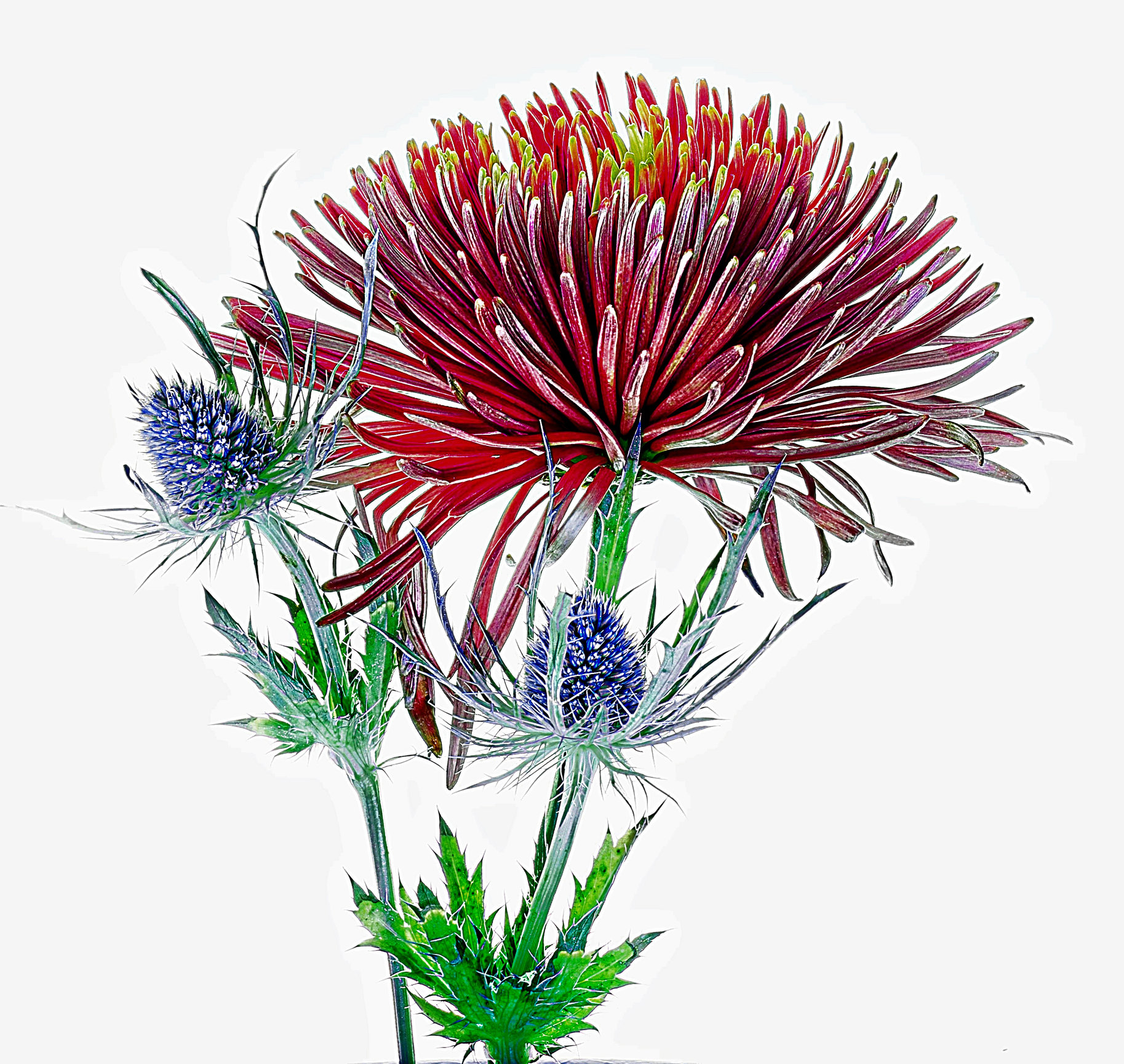John Durham - Featured Flower Photo Club Member - Mike Moats - Award ...