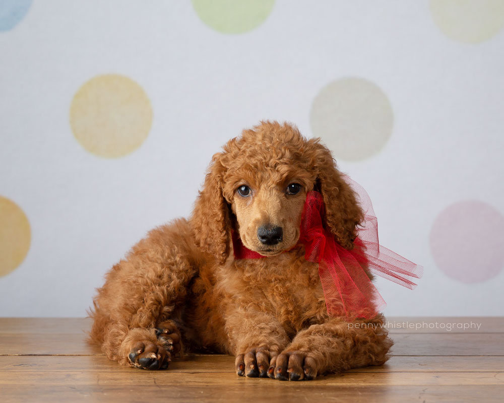 PPP: Poodle Puppy Palooza