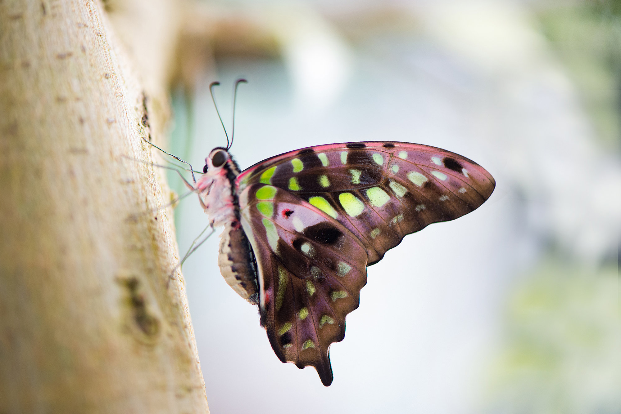 NATURE GALLERY | Susan Phelps Photography | WOKINGHAM